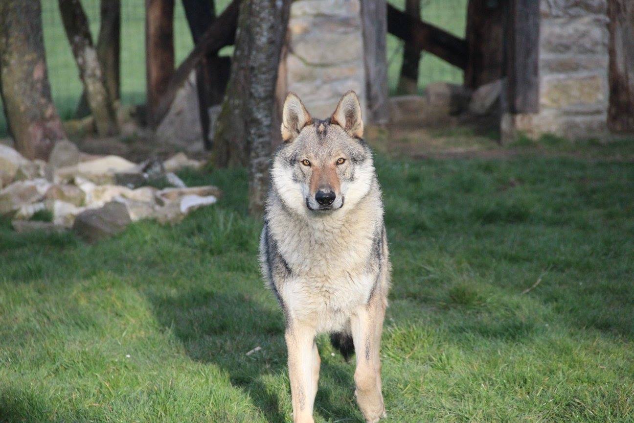 Hottah - Chiens-loups tchécoslovaques - La Légende Du Loup Noir