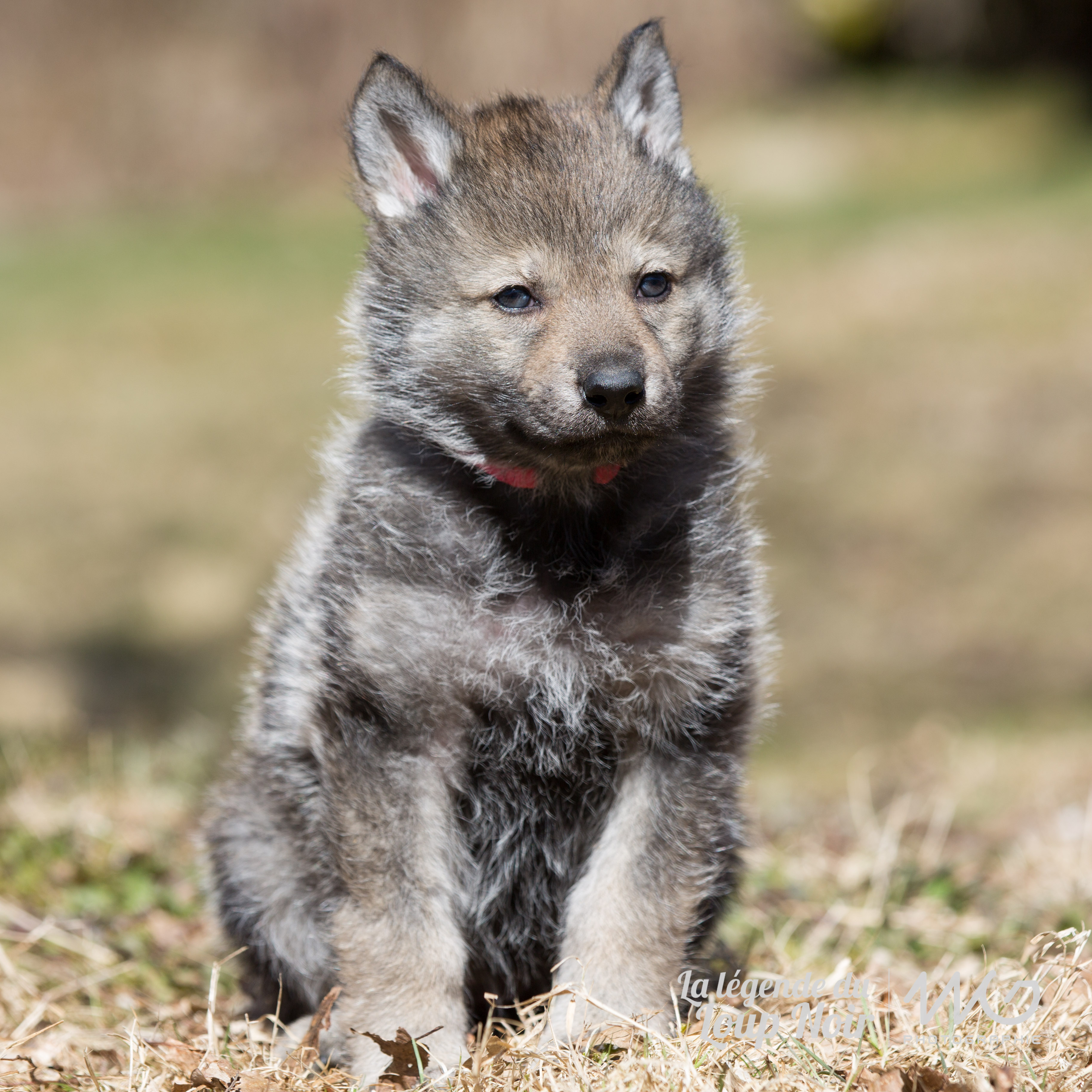 Chien Loup Tombant Douai. Il Tombe Nez à Nez Avec Un Loup Au Parc